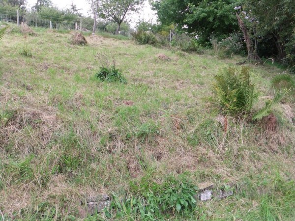 Wildflower Meadows Gallery | Dean Meadows Group